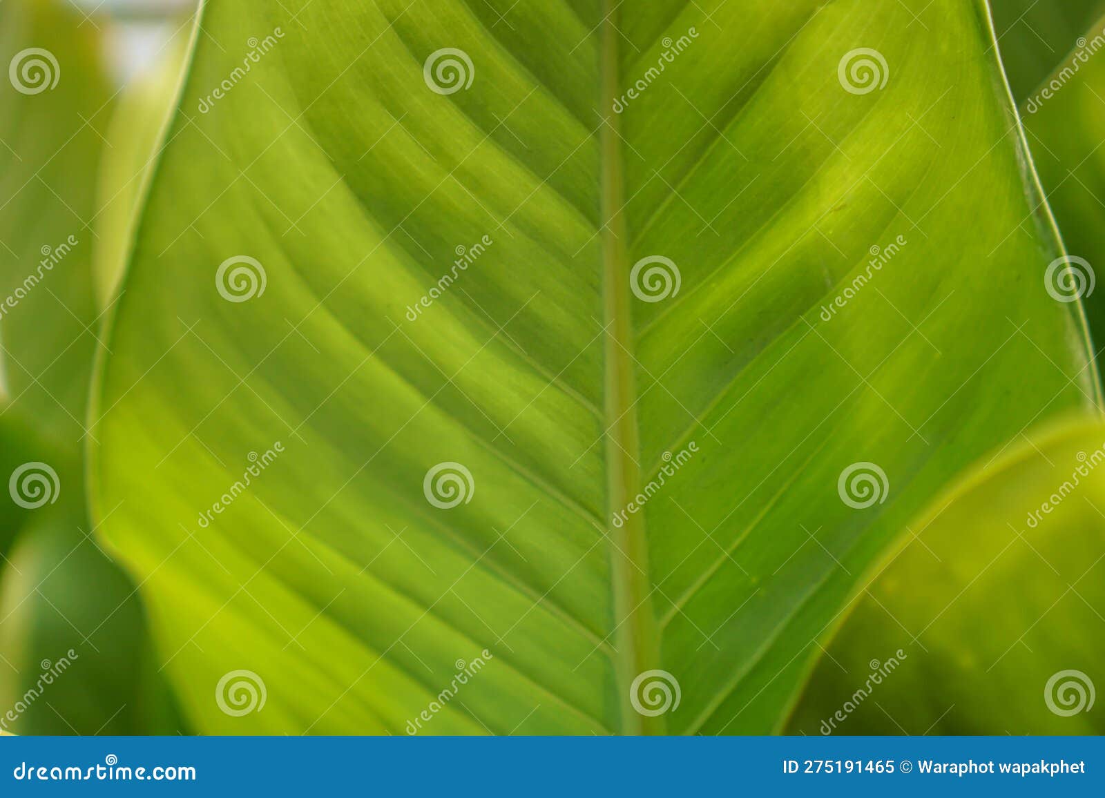 Nature Fresh Green Leaf Background Shallow Depth of Field Stock Image ...