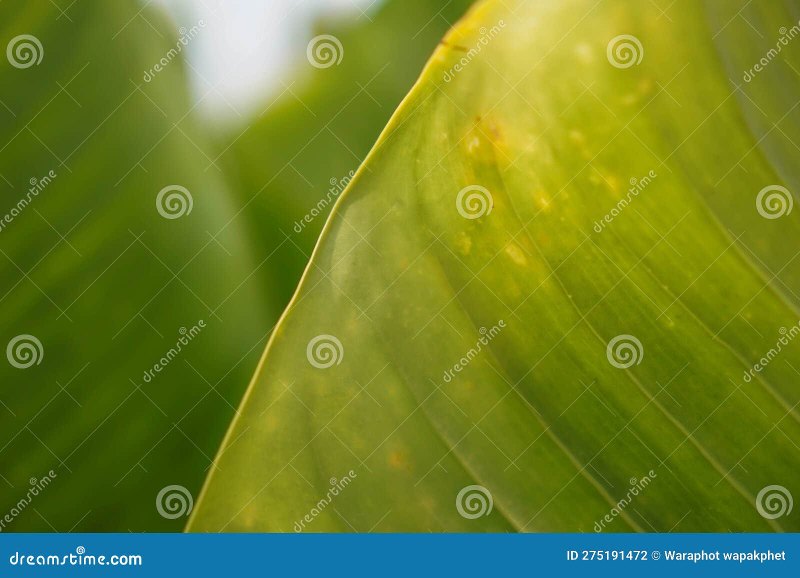 Nature Fresh Green Leaf Background Shallow Depth of Field Stock Photo ...