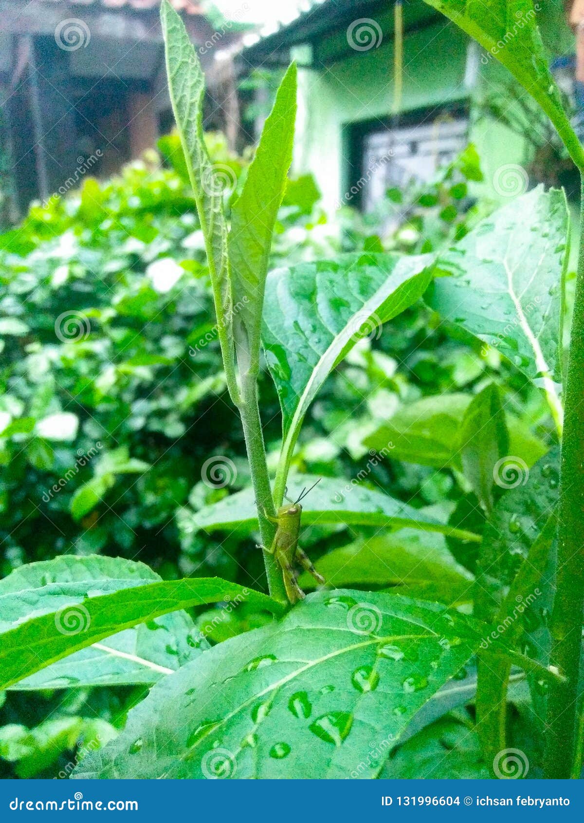 The Green Leaves and a Mantis Stock Photo - Image of mantis, leaves ...