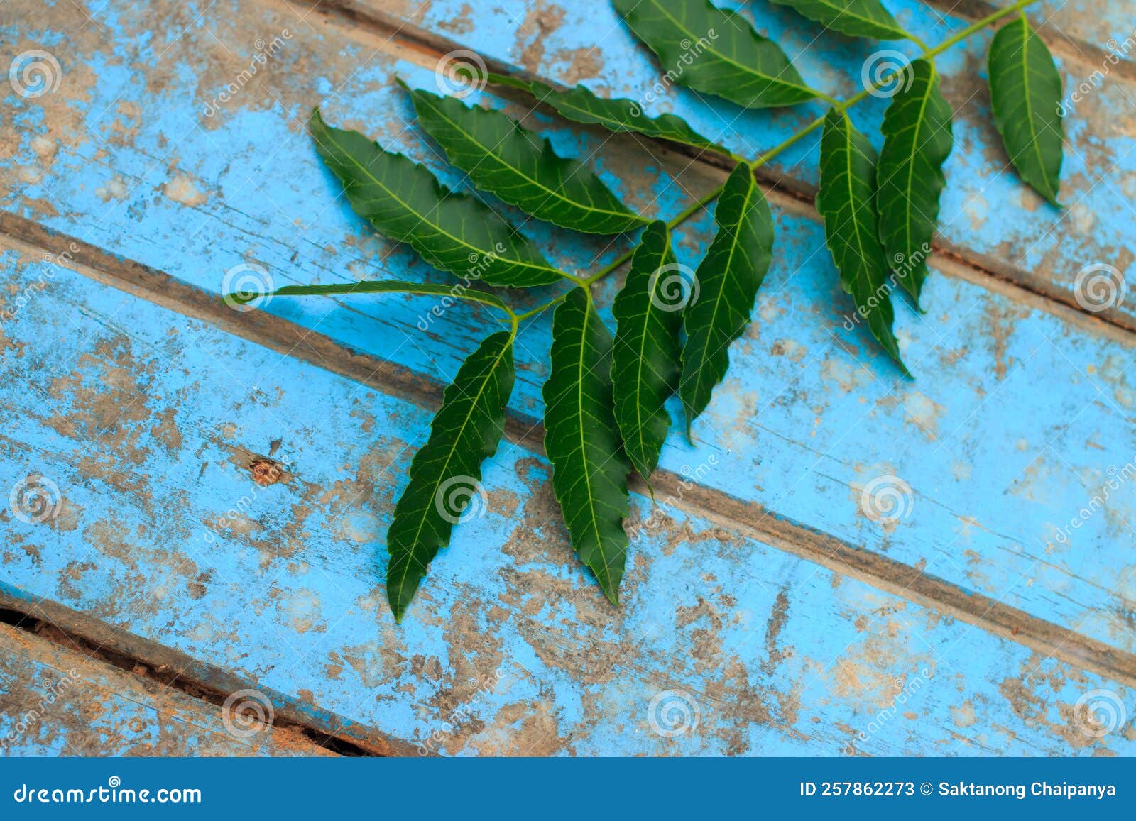 Nature Fresh Neem on Old Blue Wooden. Stock Image - Image of imposing ...