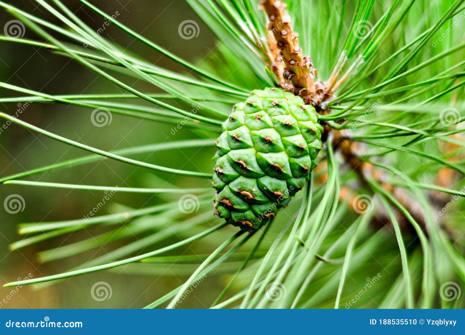 Nature Fresh Pinecone Fruit On Pine Branch Stock Photo - Image of ...