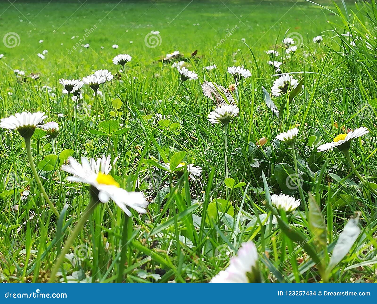 Nature stock photo. Image of spring, nsture, fresh, nature - 123257434