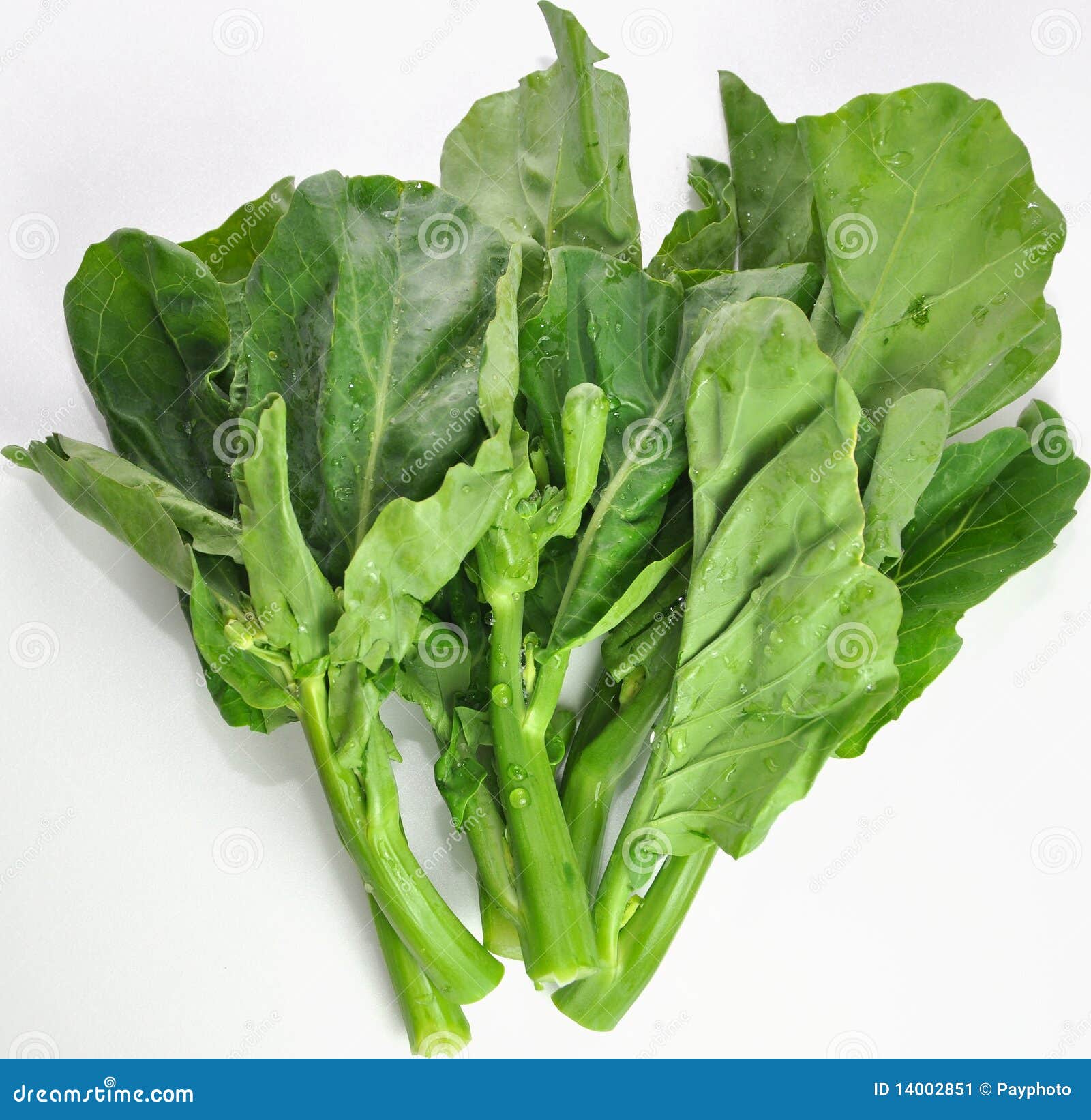 Nature fresh vegetable stock image. Image of nature, head - 14002851