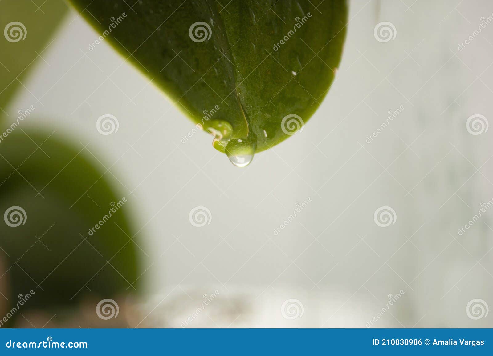Nature and Freshness in Mexico of Curved Leaf Falling Water Drops Stock ...