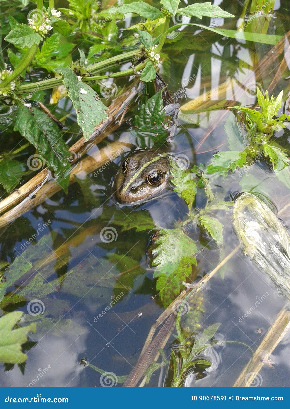 Nature frog stock image. Image of nature, scenery, amphibian - 90678591