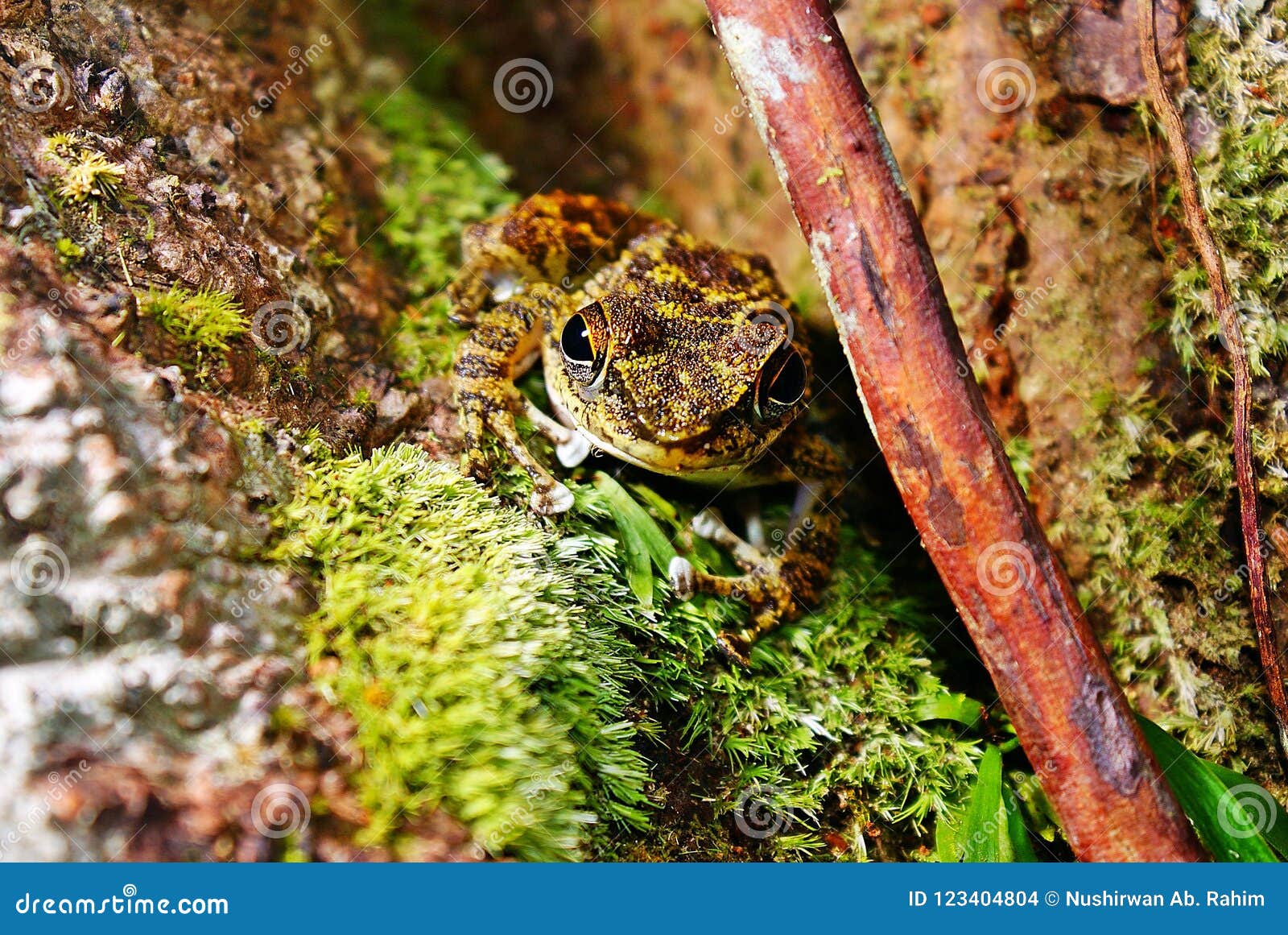 Nature natural stock photo. Image of live, frog, forest - 123404804