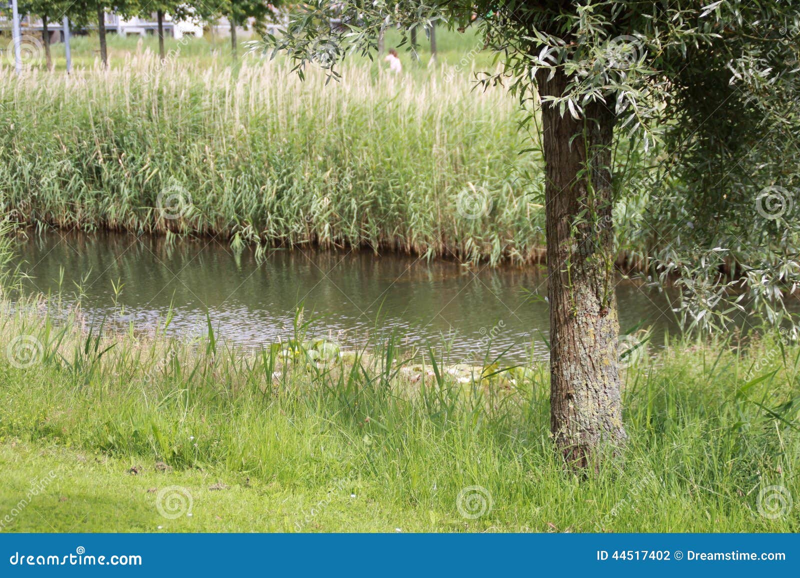 Nature in front our door stock photo. Image of residential - 44517402