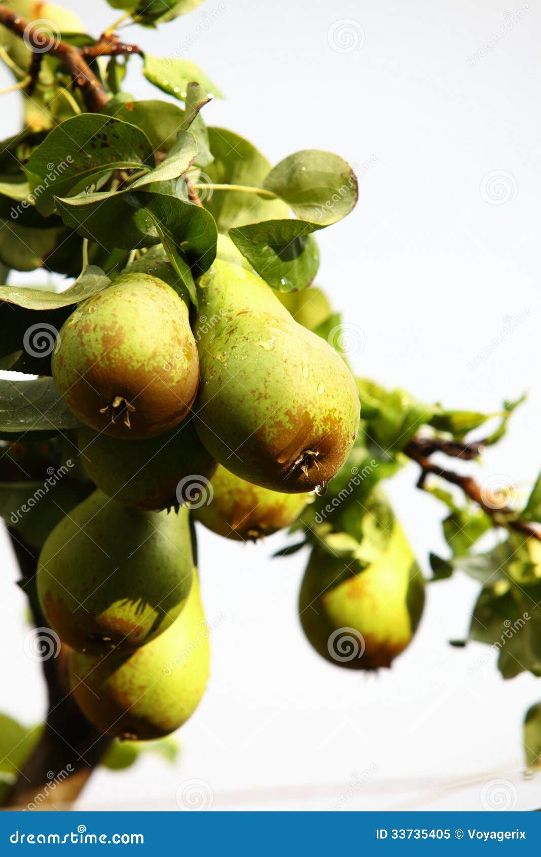 Nature Fruit in the Branch of a Tree Stock Image - Image of juicy ...