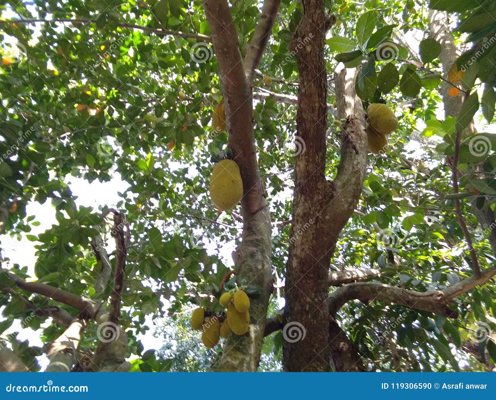 Jackfruit trees stock photo. Image of jackfruit, fruit - 119306590