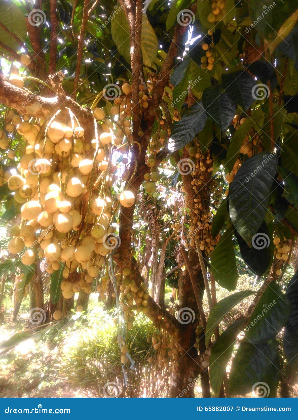 Nature stock image. Image of lanzones, nature, tree, fruitful - 65882007