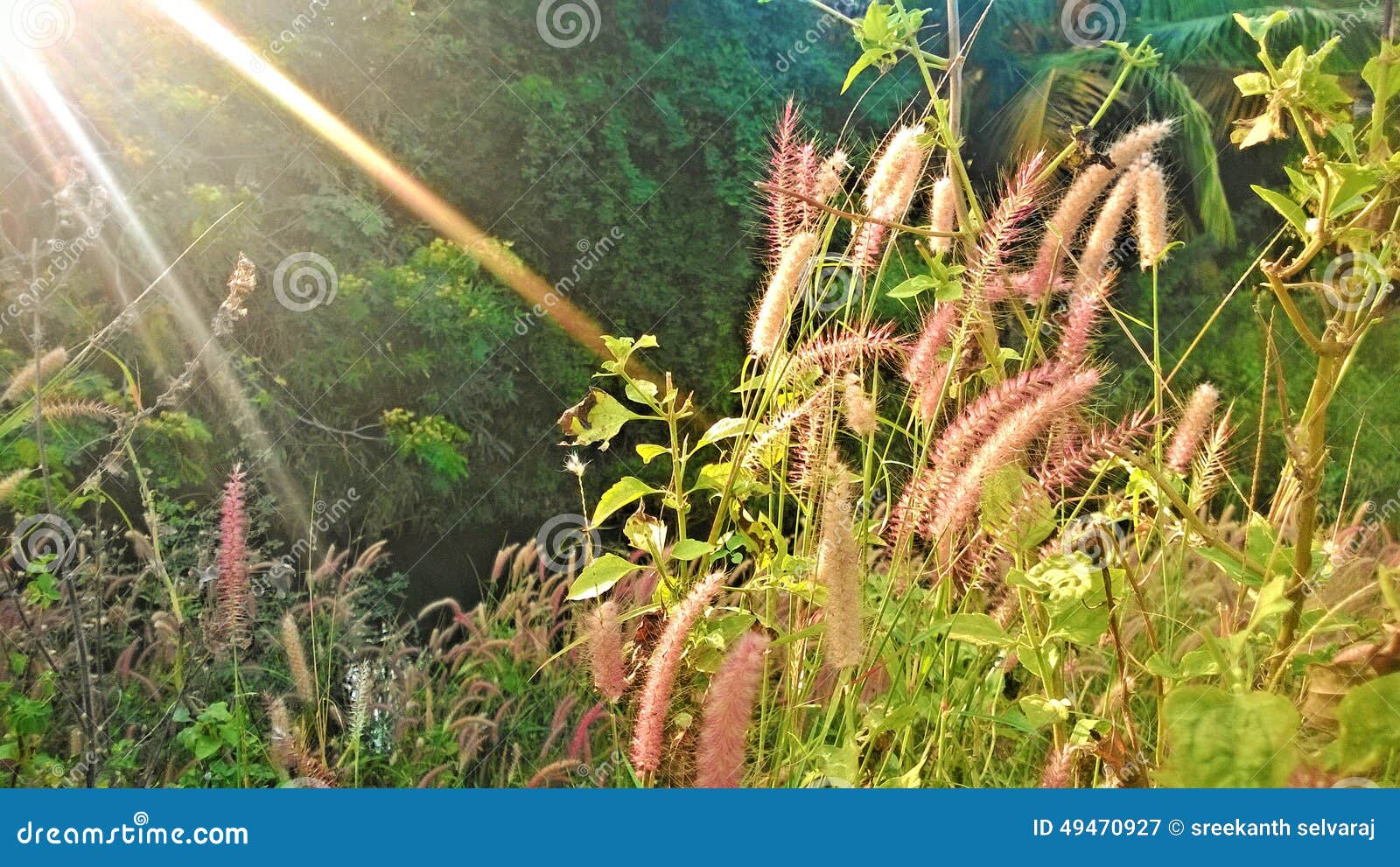 Nature on full light stock image. Image of full, light - 49470927