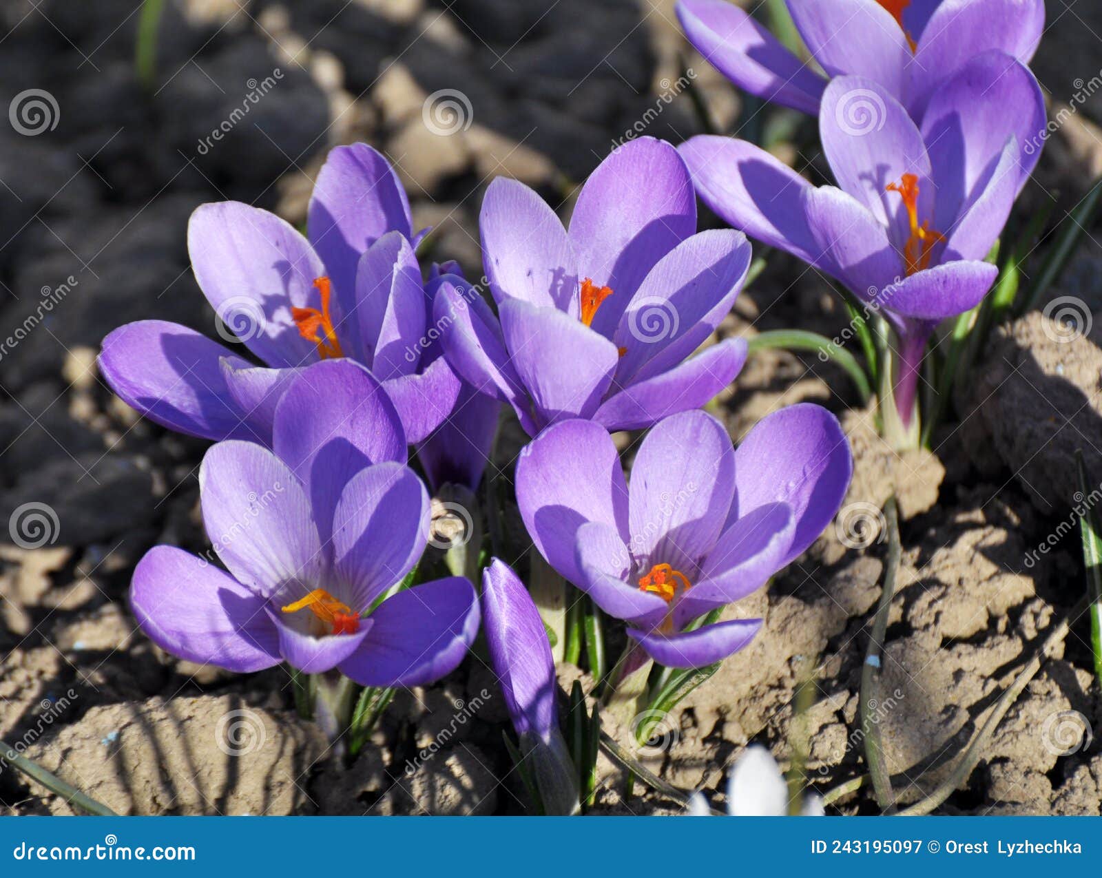 In Nature, Crocuses Bloom in Spring Stock Image - Image of botanical ...