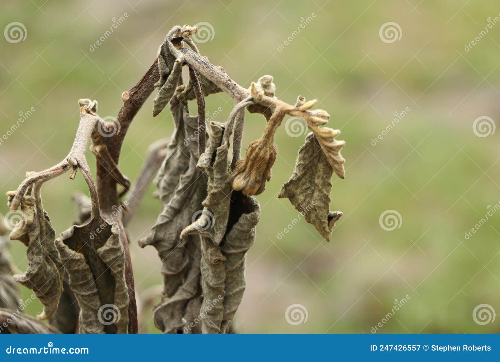 Nature in the Garden Late Autumn Time Creating Interesting Patterns ...