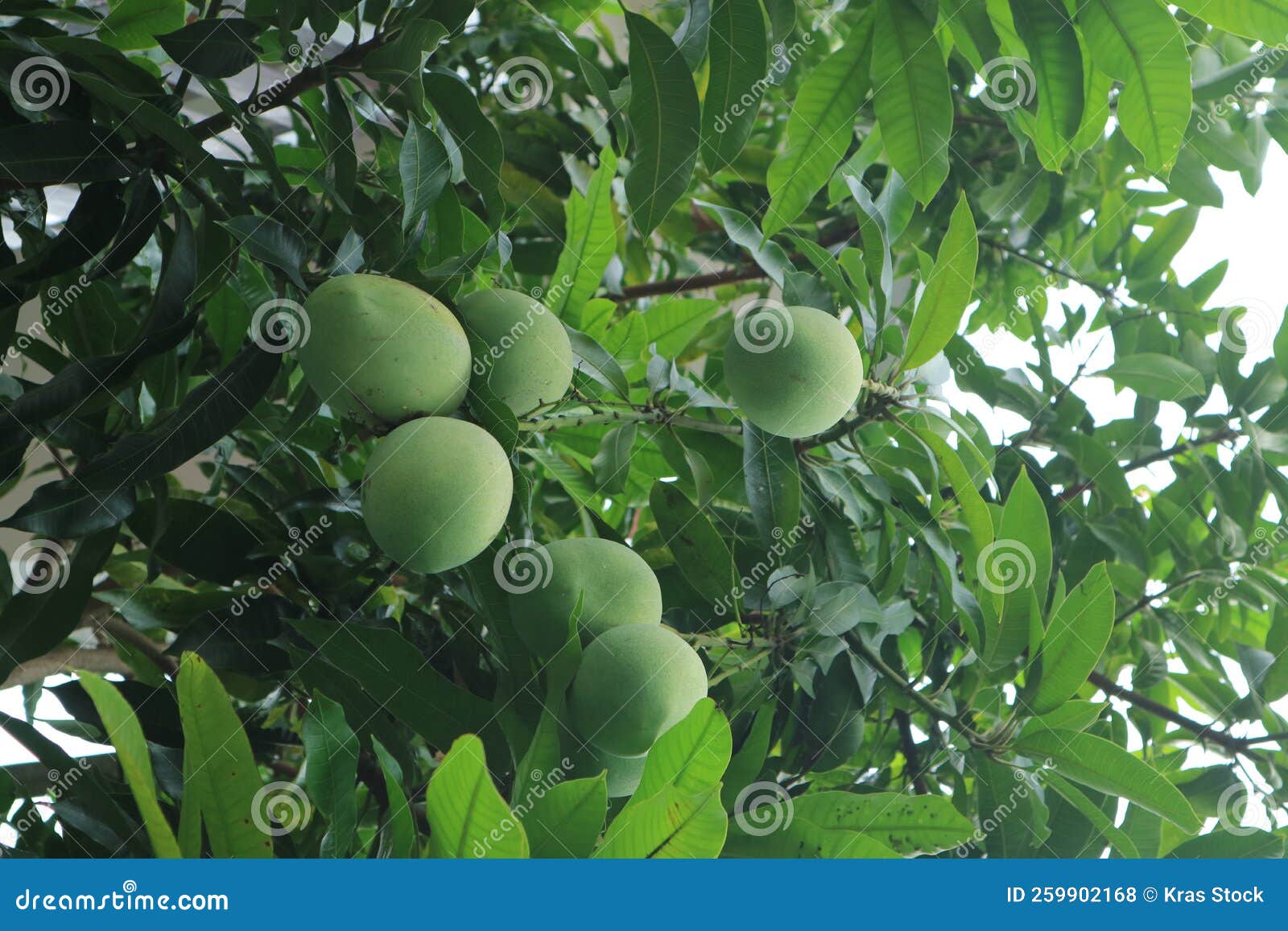 Mango Fruit that is Still Green on the Tree Stock Photo - Image of ...