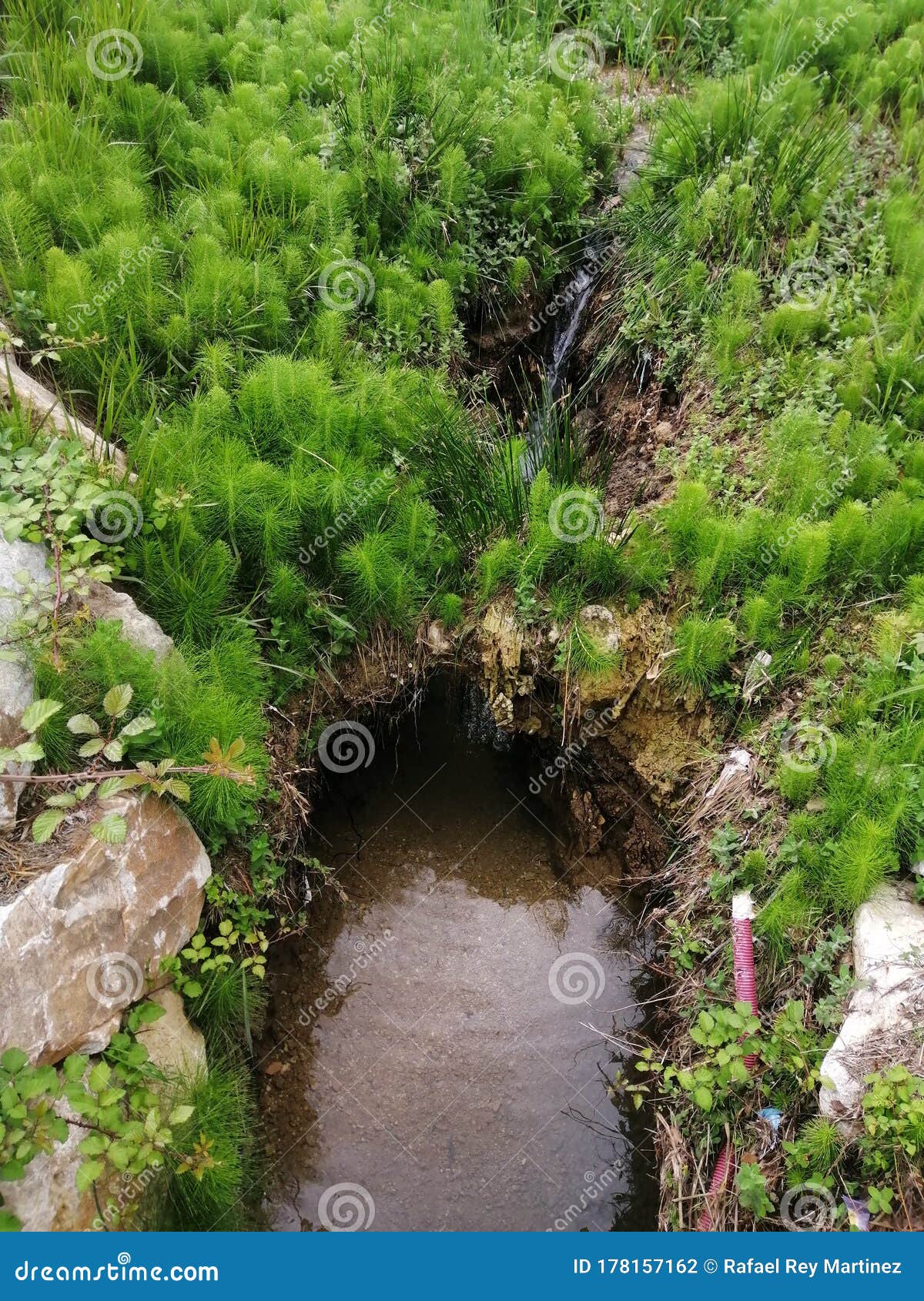 Generic Vegetation in a Stream Stock Photo - Image of water, nature ...