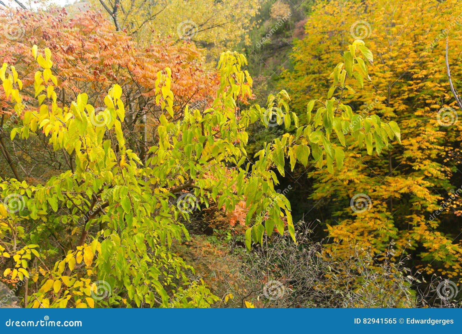 Nature - Georgia stock image. Image of hills, hiking - 82941565