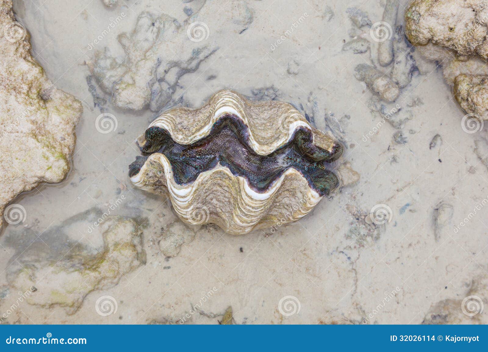 Nature Giant stock photo. Image of maneating, green, scale - 32026114