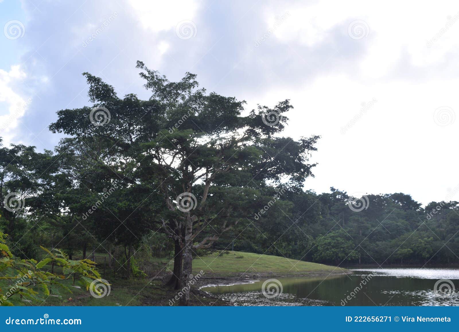 Nature stock image. Image of garden, grateful, leaf - 222656271