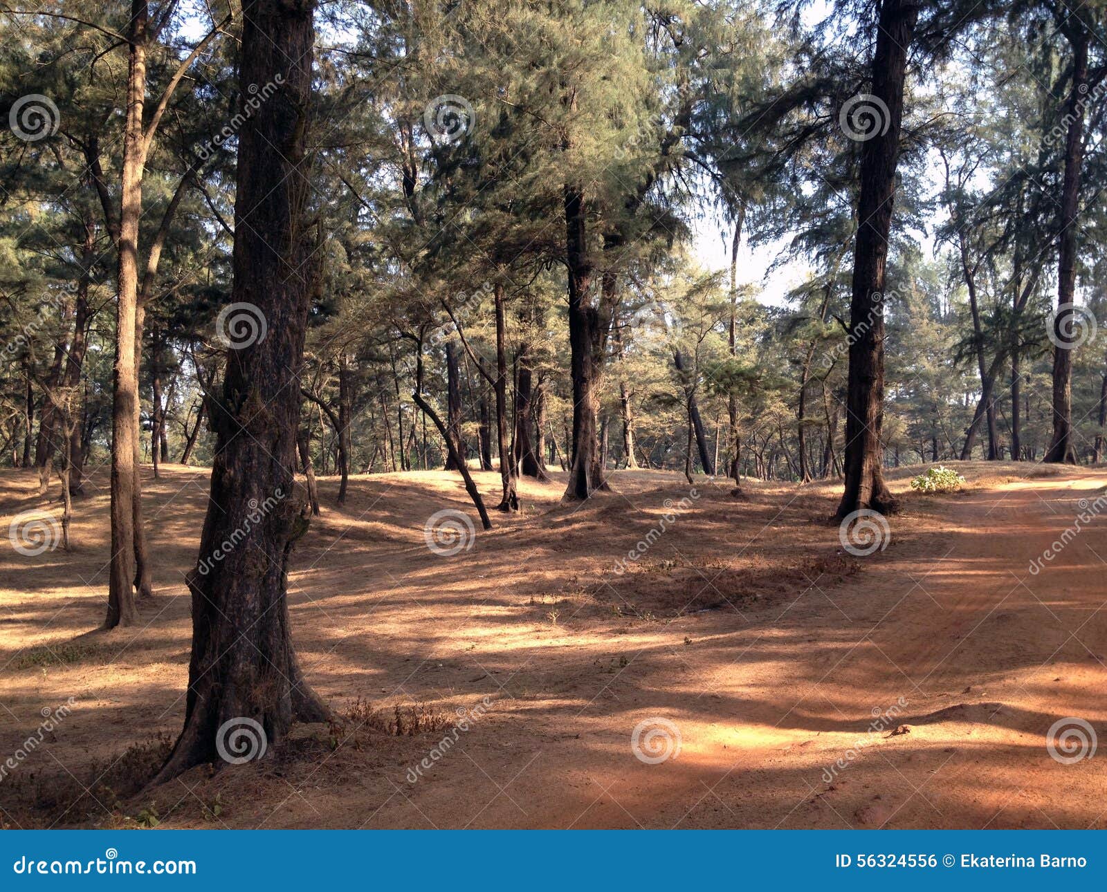 Nature Goa stock photo. Image of relaxing, refreshment - 56324556