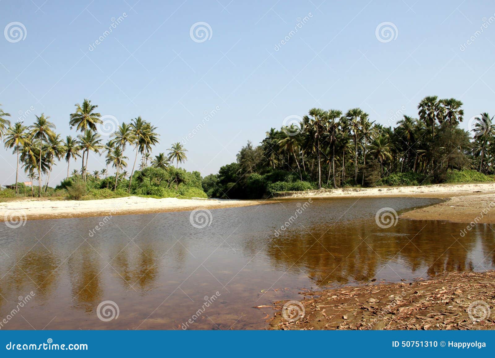 Nature on GOA stock photo. Image of palms, india, shake - 50751310