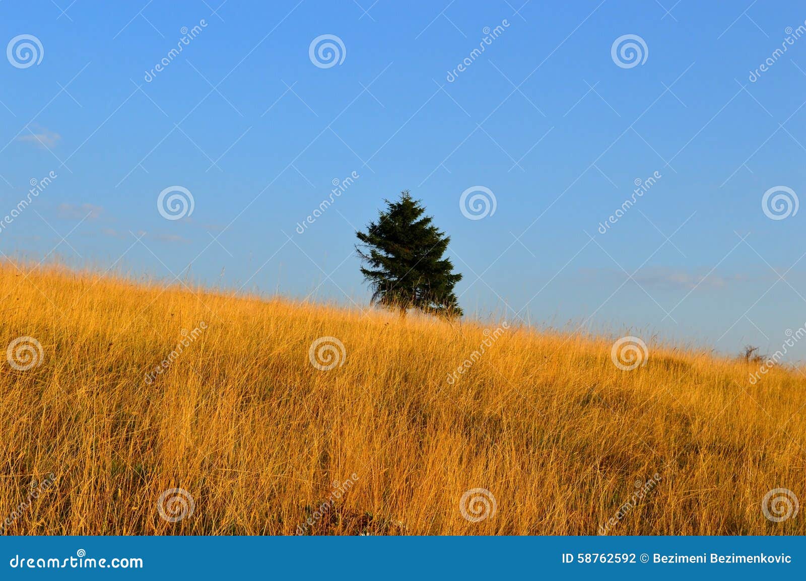 Nature gold landscape stock photo. Image of beauty, field - 58762592