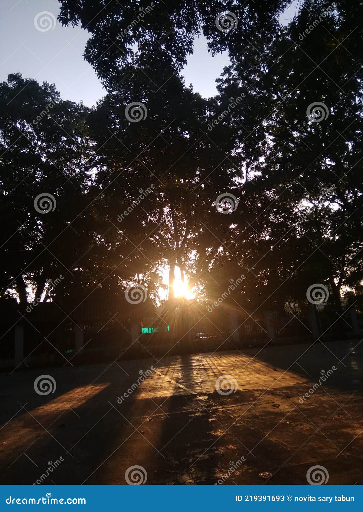 Nature Golden hour stock image. Image of autumn, leaf - 219391693