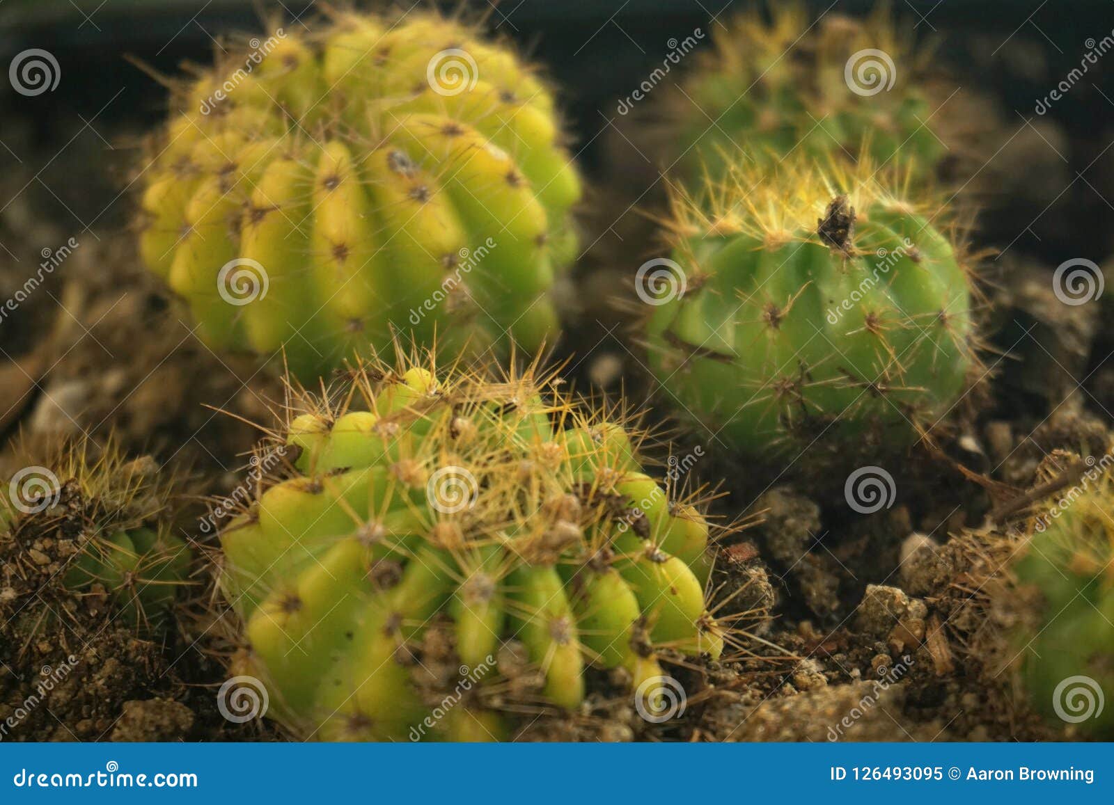 Spiky Nature stock image. Image of spiky, cactus, plant - 126493095