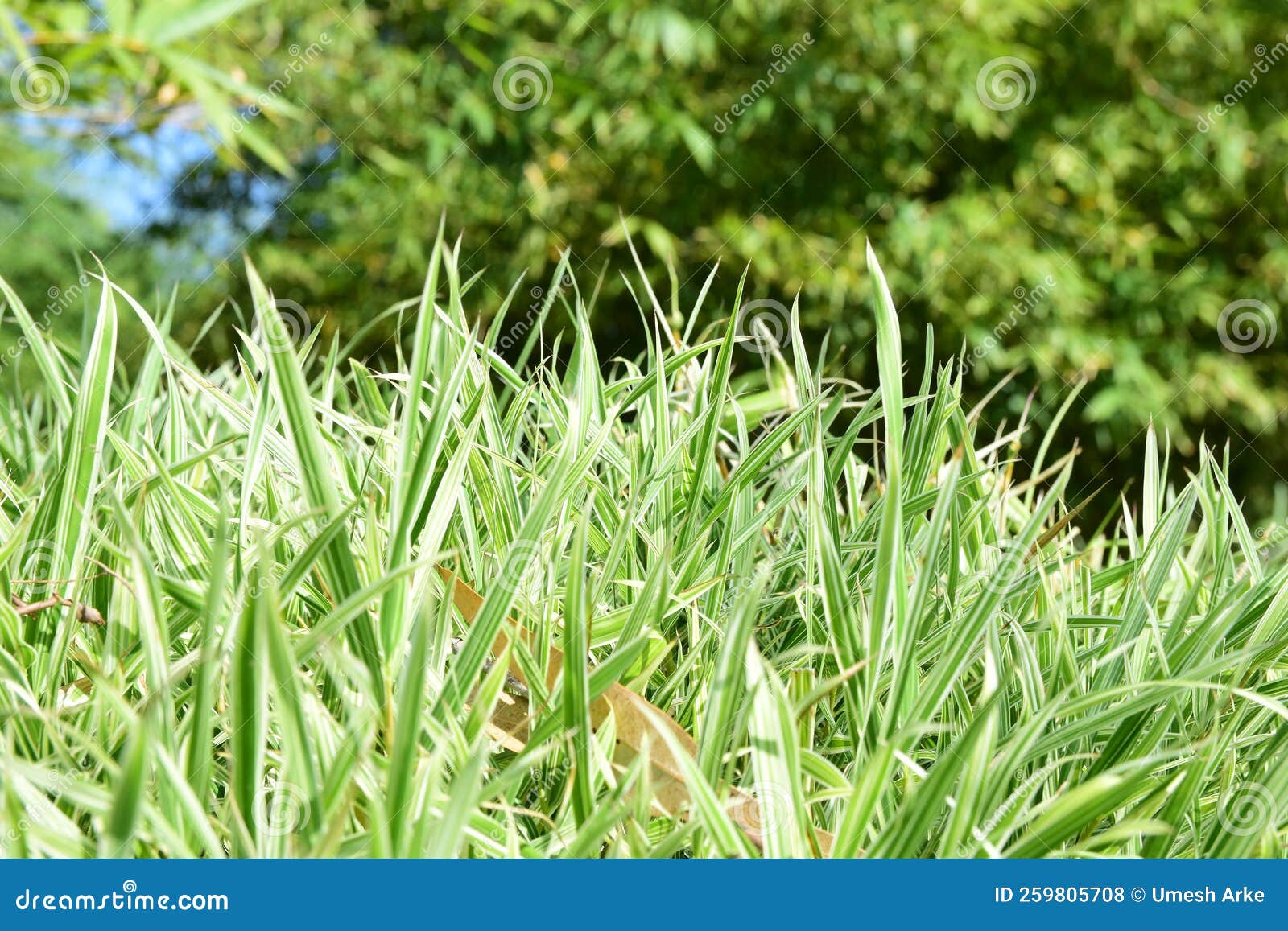 Nature Grass Green Looking Nice Stock Photo - Image of shine, leaf ...