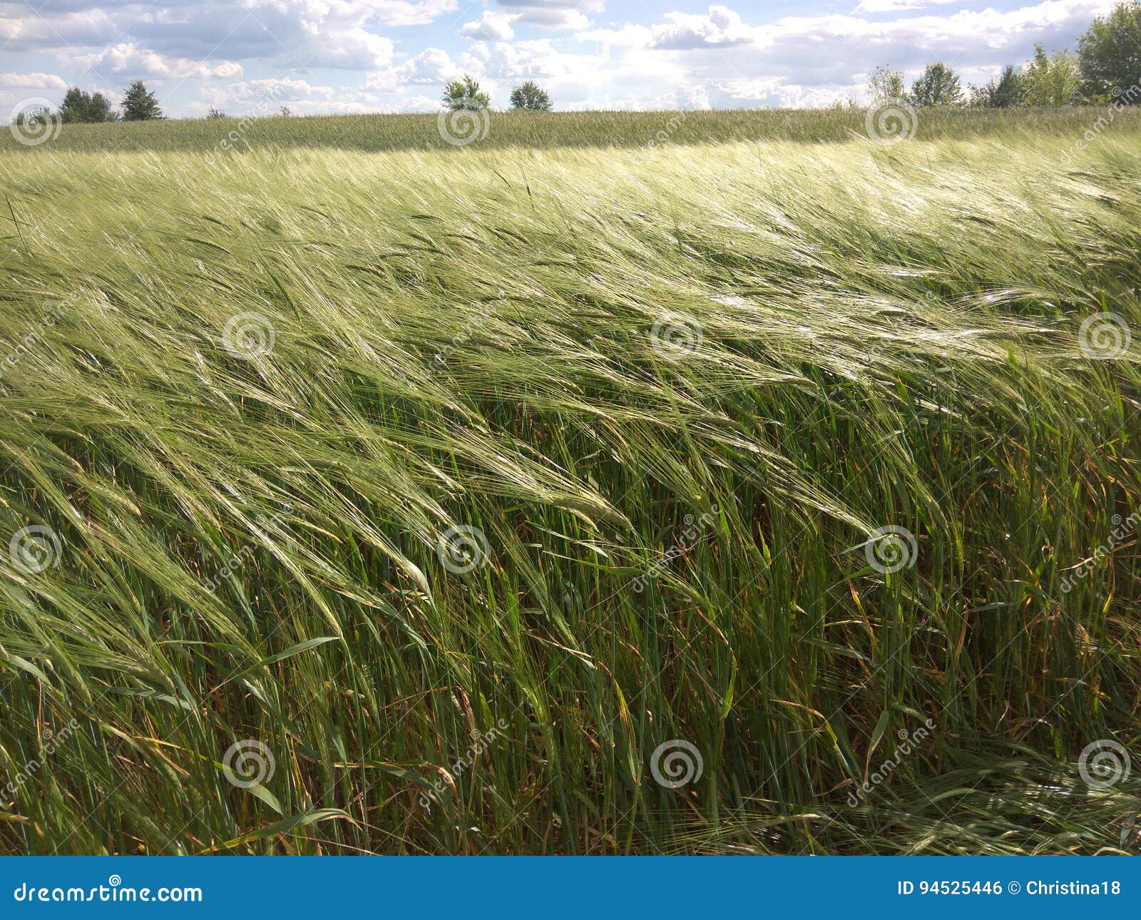 Nature. Great day stock photo. Image of beauty, grassland - 94525446