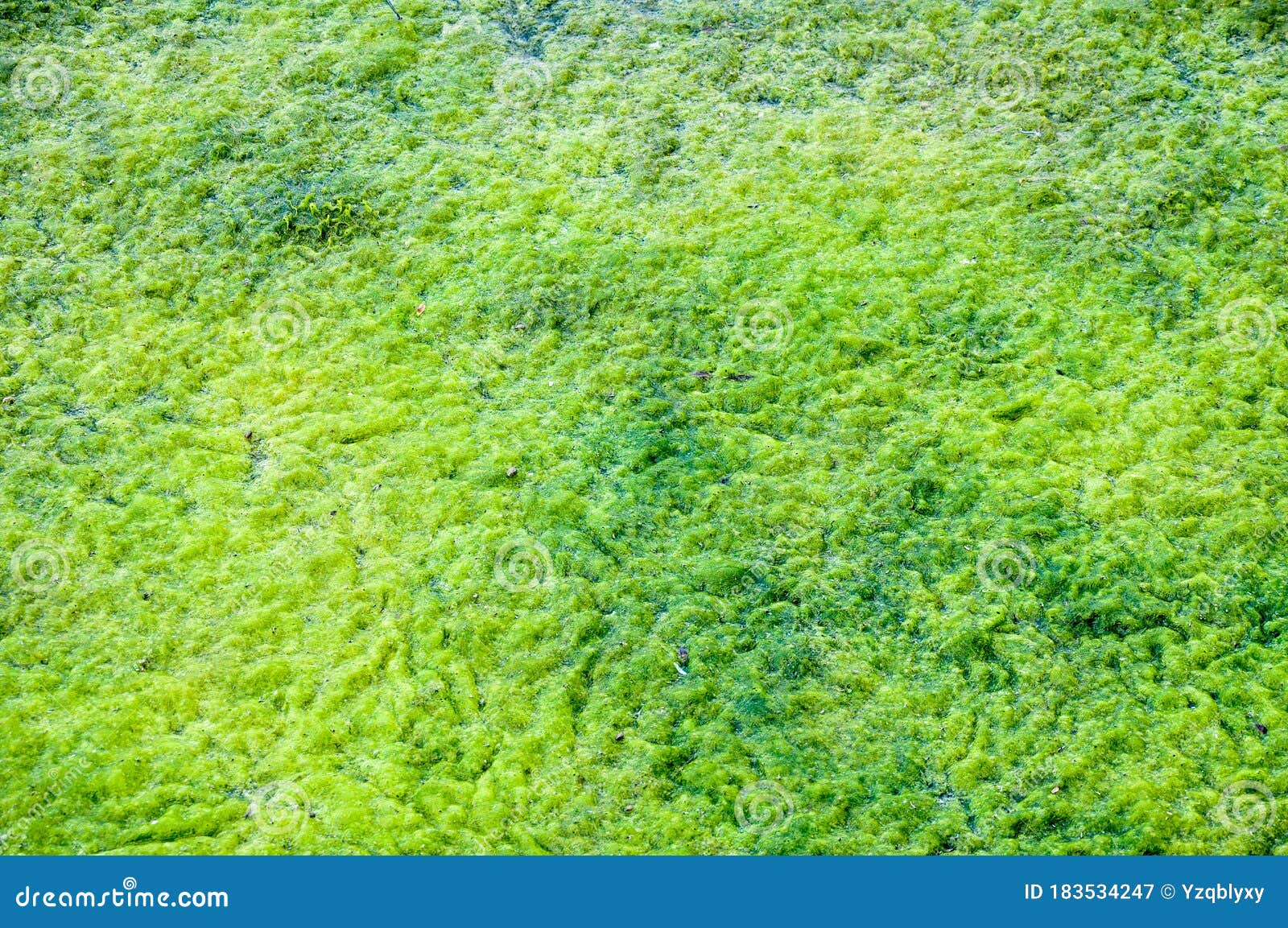 Nature Green Algae Floating on Water Stock Image - Image of nature ...