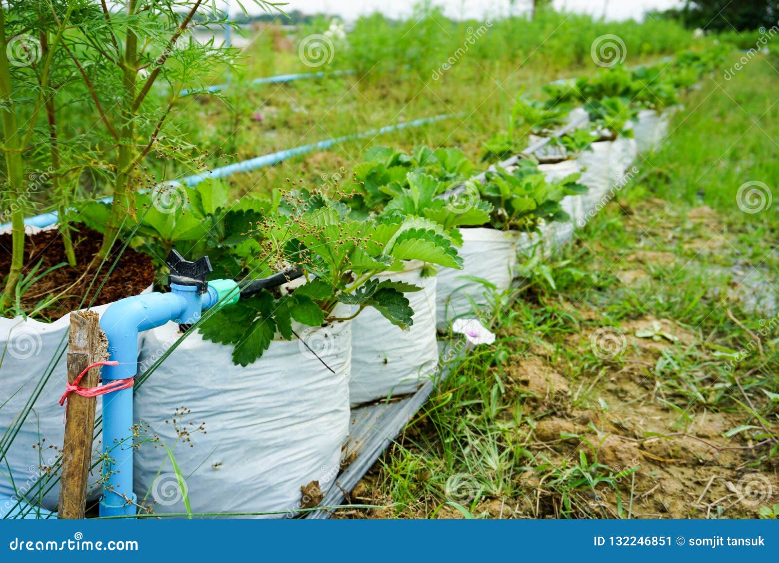 Nature green color stock image. Image of green, leaf - 132246851