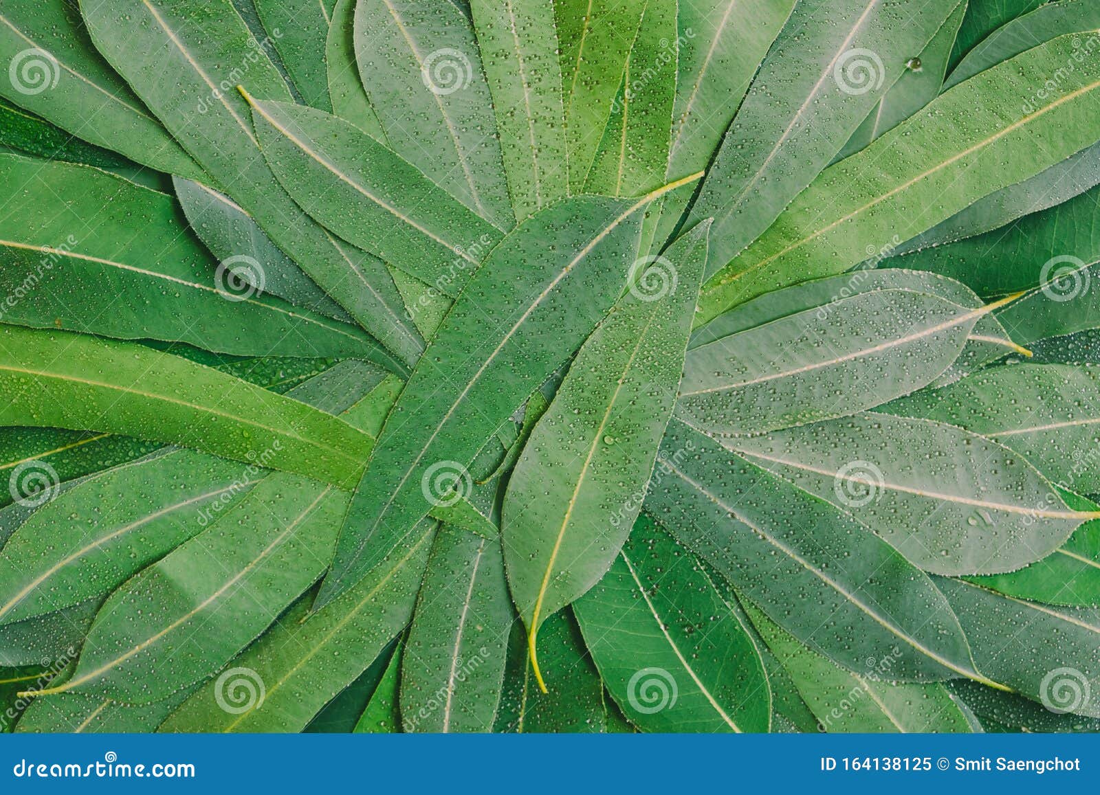 Nature Green Eucalyptus Leaves with Drob of Water on Eucalyptus Leaves ...