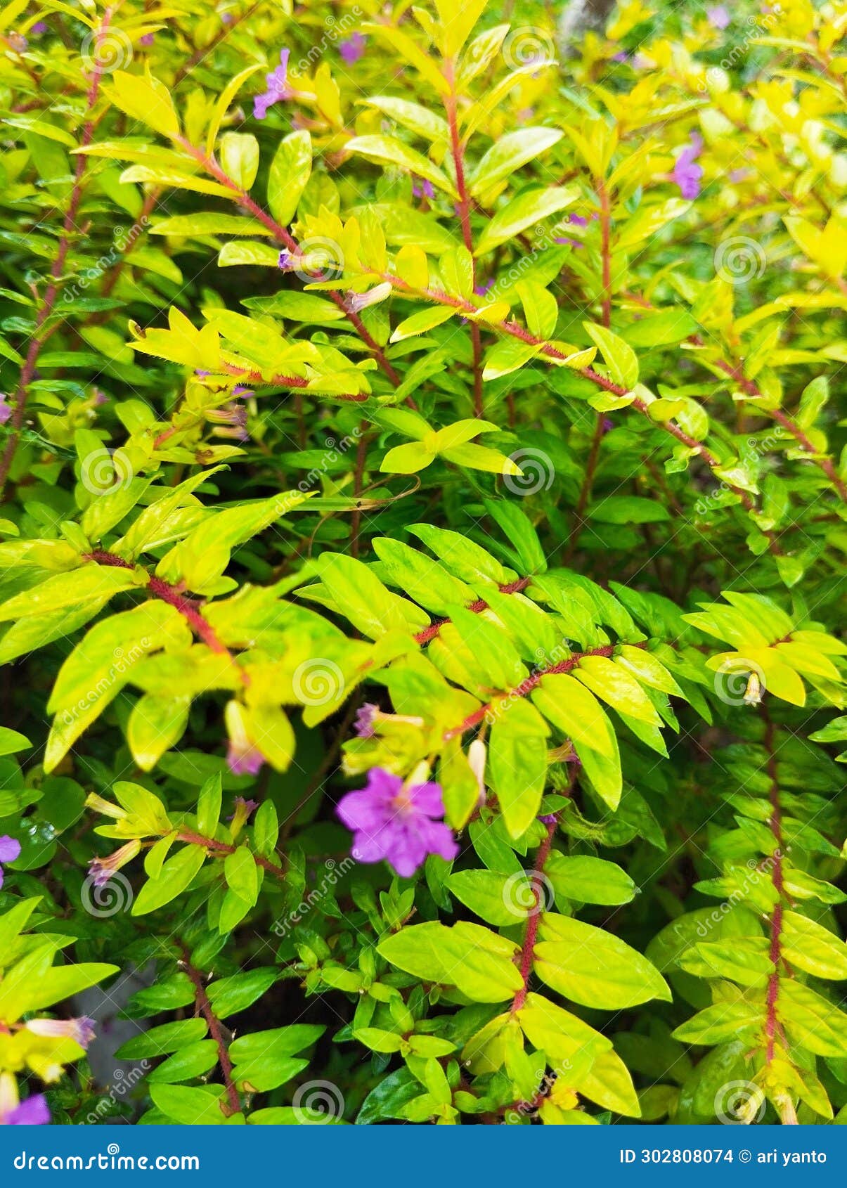 Nature Green and Flowers are a Symbol of Infinite Simplicity Stock ...