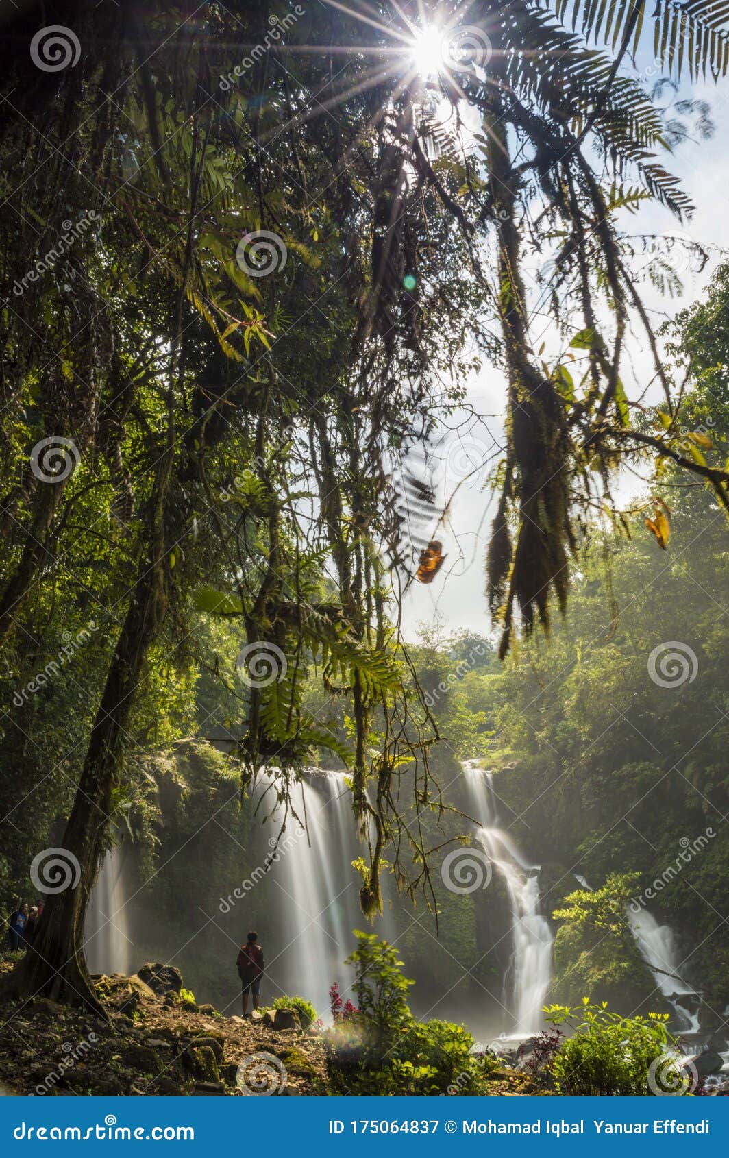 Nature of green forest stock image. Image of nature - 175064837