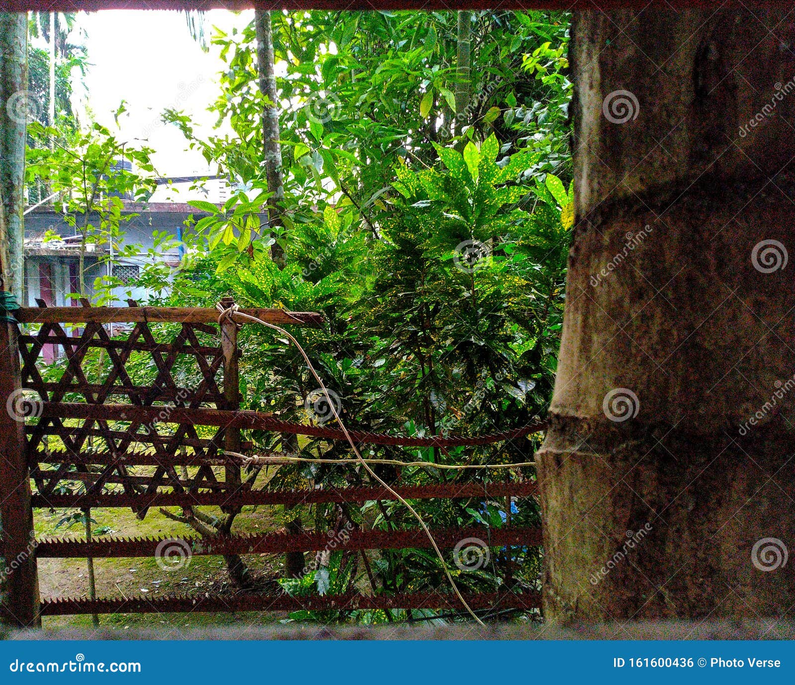 Viewing nature from window stock photo. Image of forest - 161600436