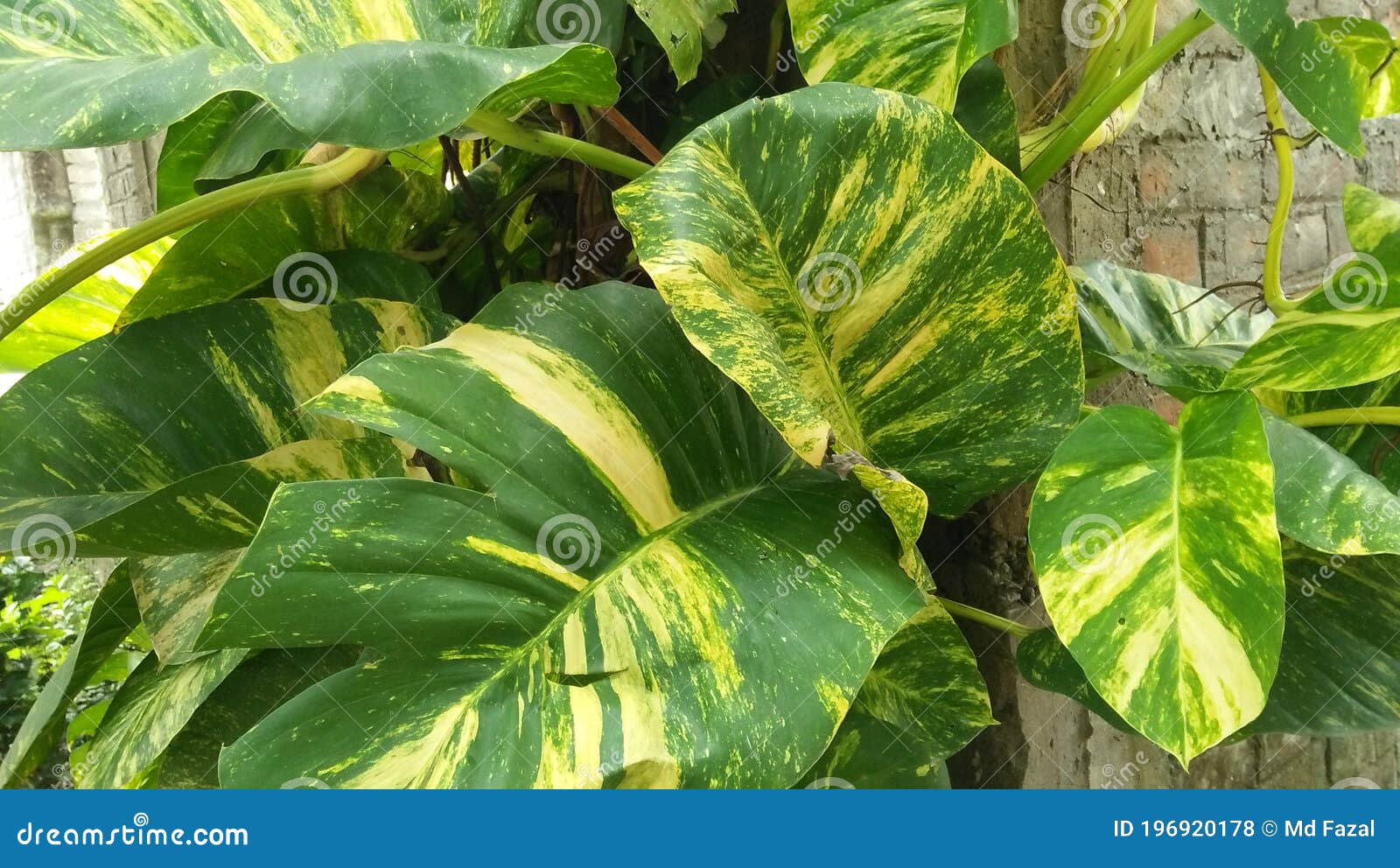 Nature Green Fulawar Bihar India Stock Photo - Image of india, fulawar ...