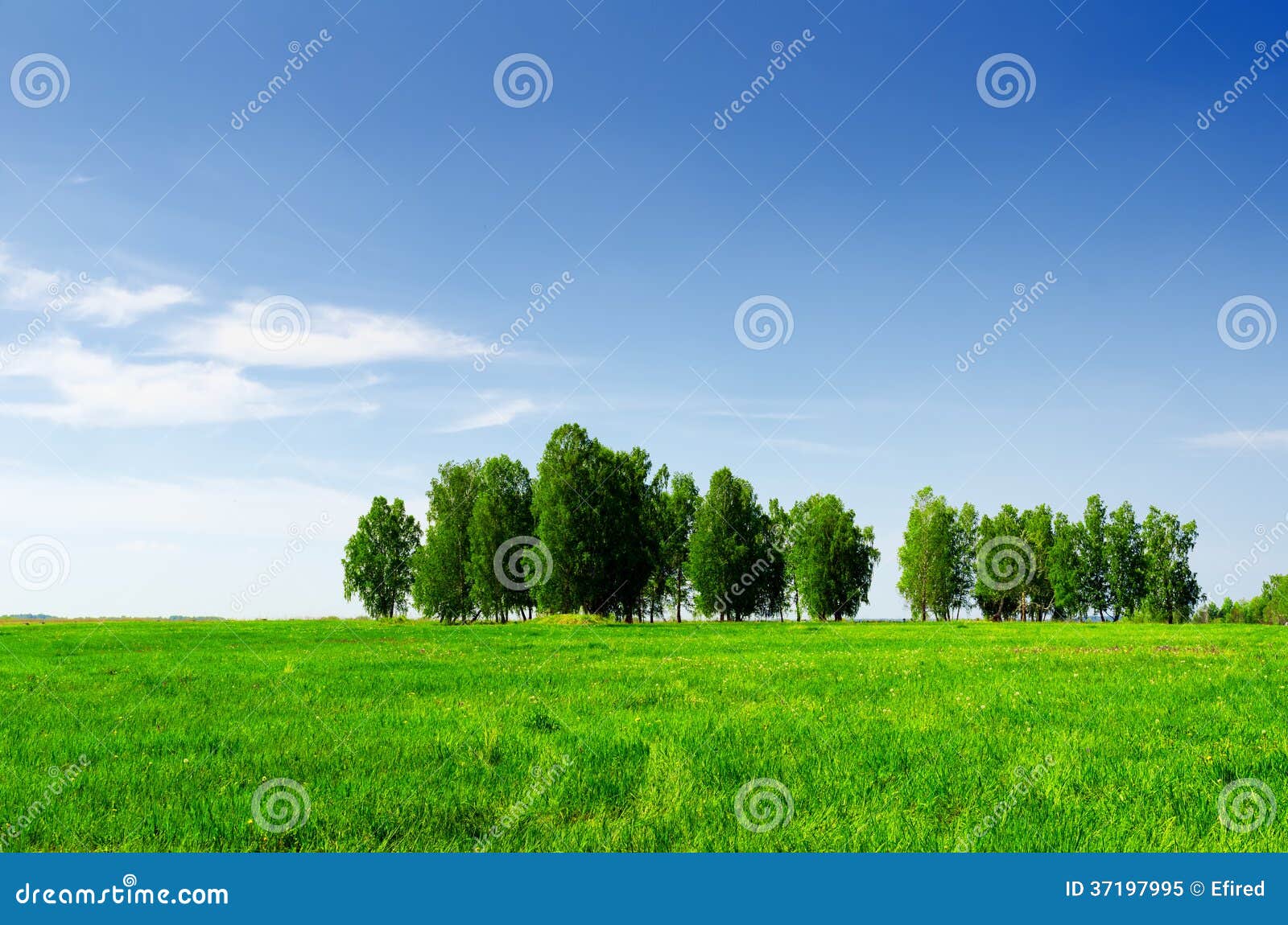 Green grass and blue sky stock image. Image of heavens - 37197995