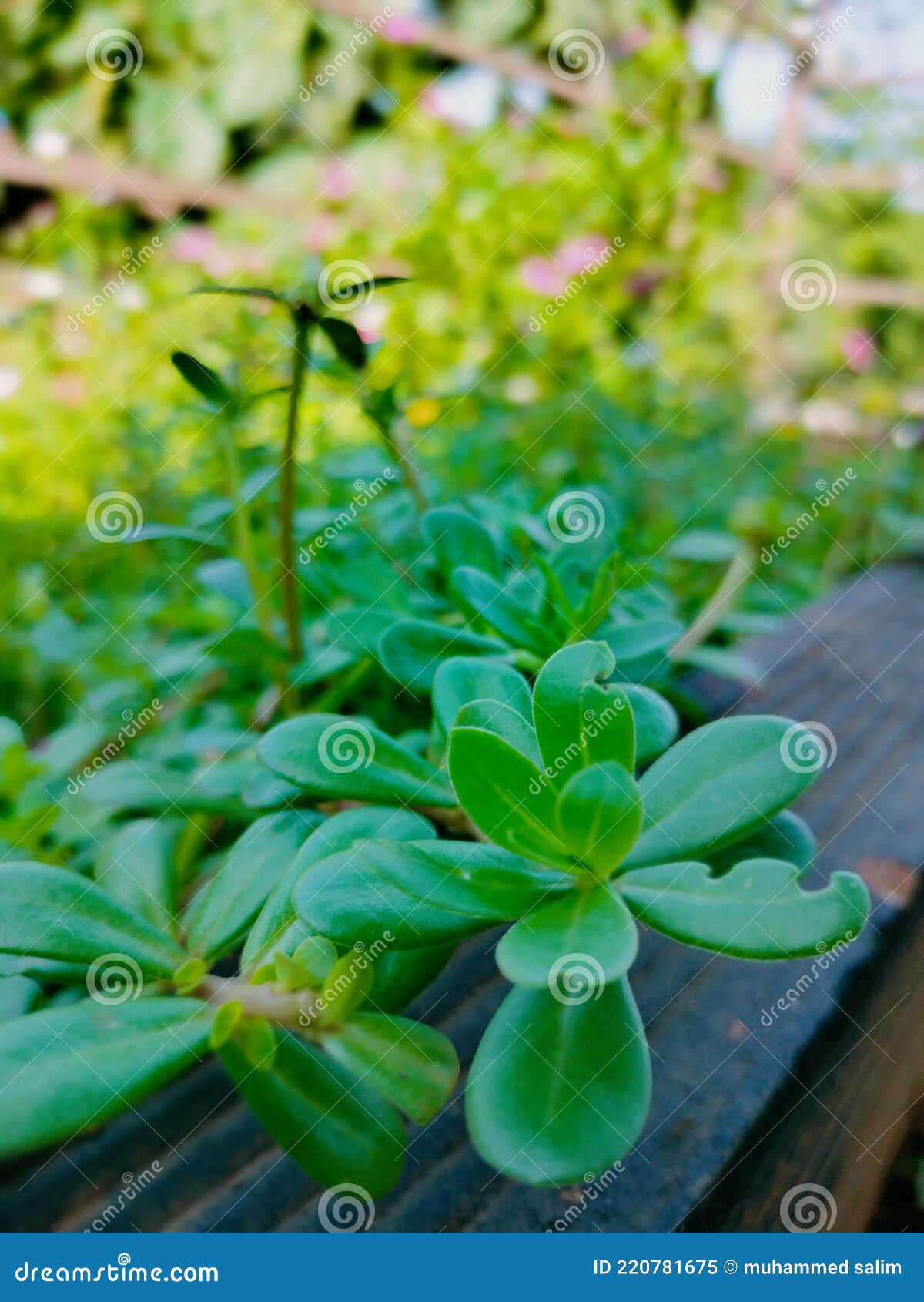 Nature Green Grass Flower Leafe Stock Image - Image of roose, grass ...