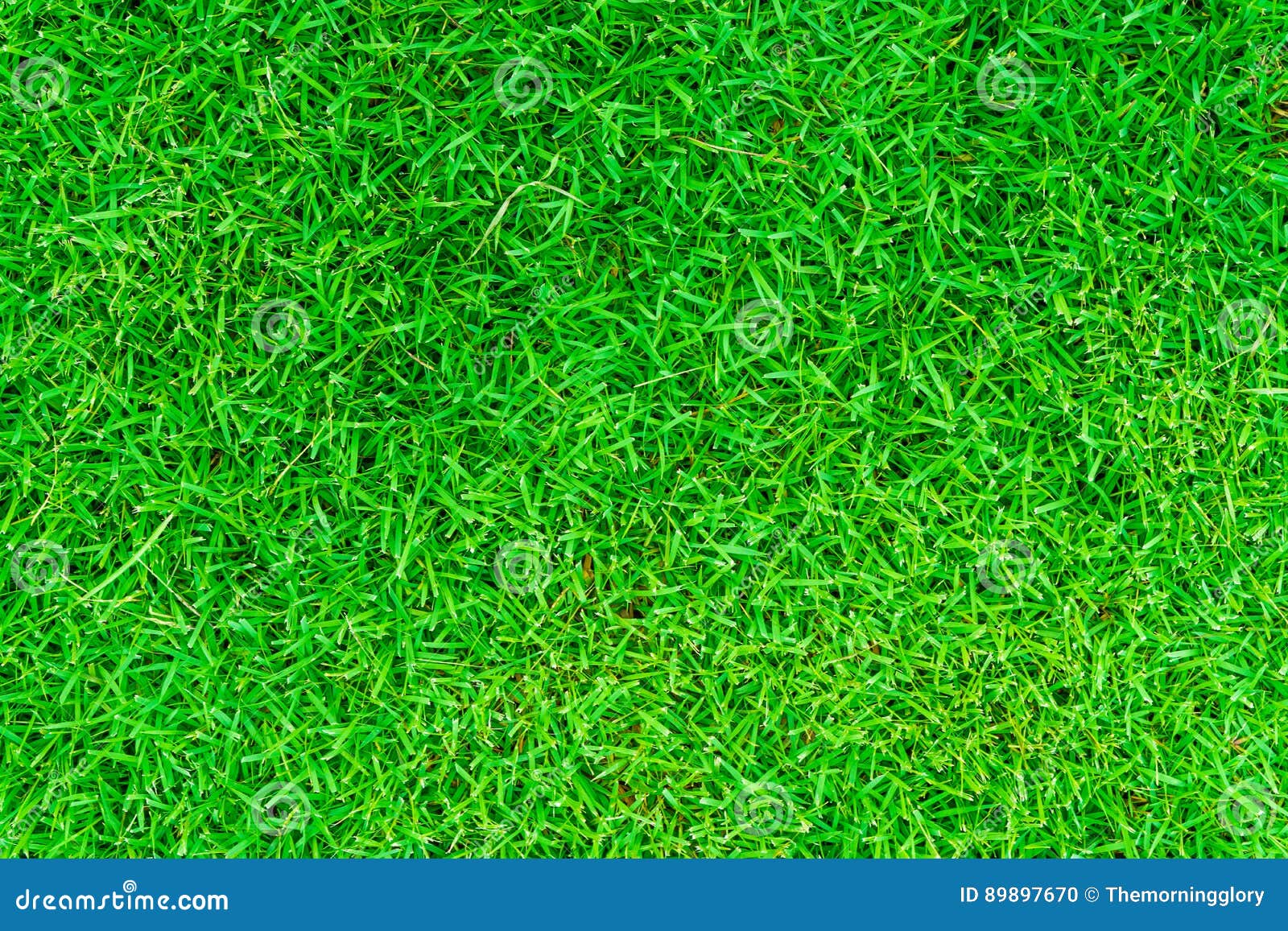 Nature Green Grass Texture Above View Stock Photo - Image of close ...
