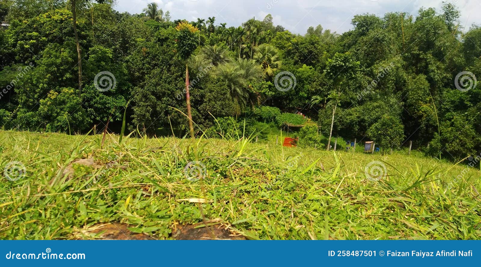 Nature with Green Grass and Trees Stock Image - Image of flower, visit ...