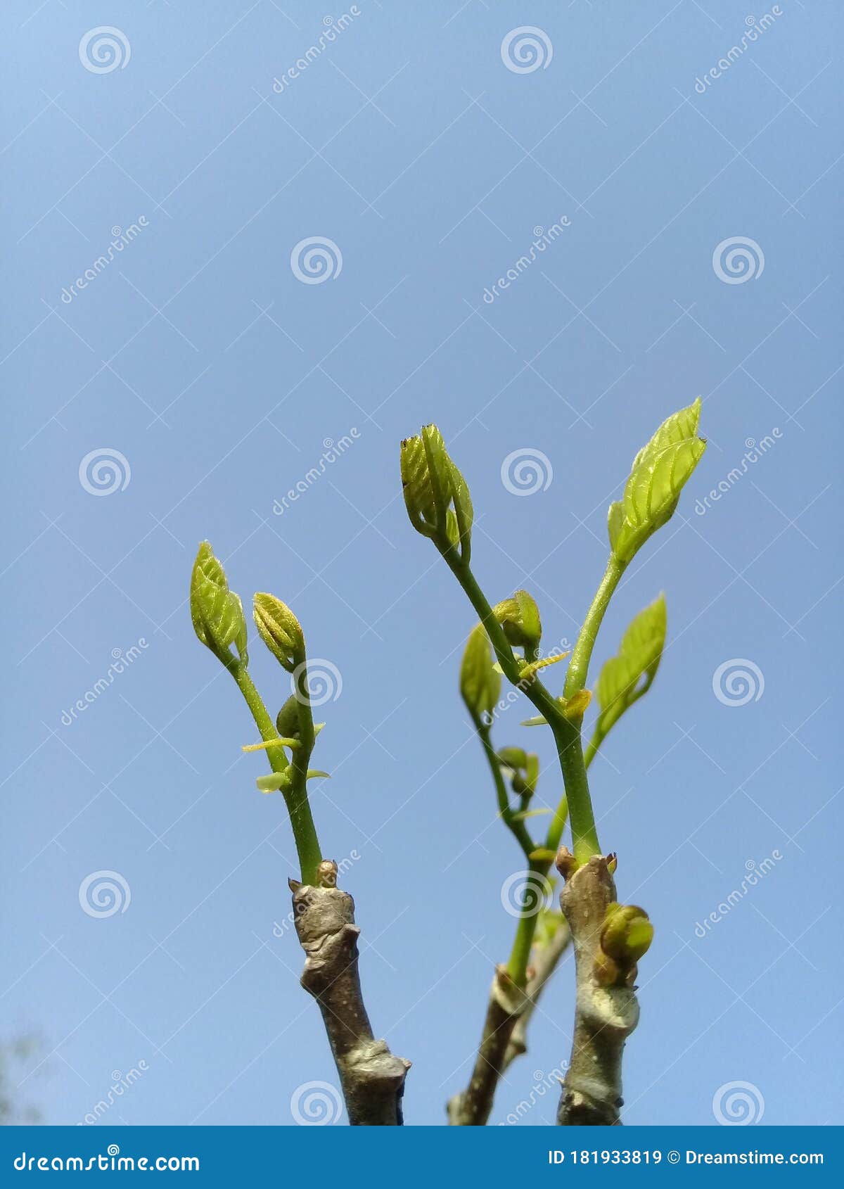 Kanuga Stock Photos - Free & Royalty-Free Stock Photos from Dreamstime