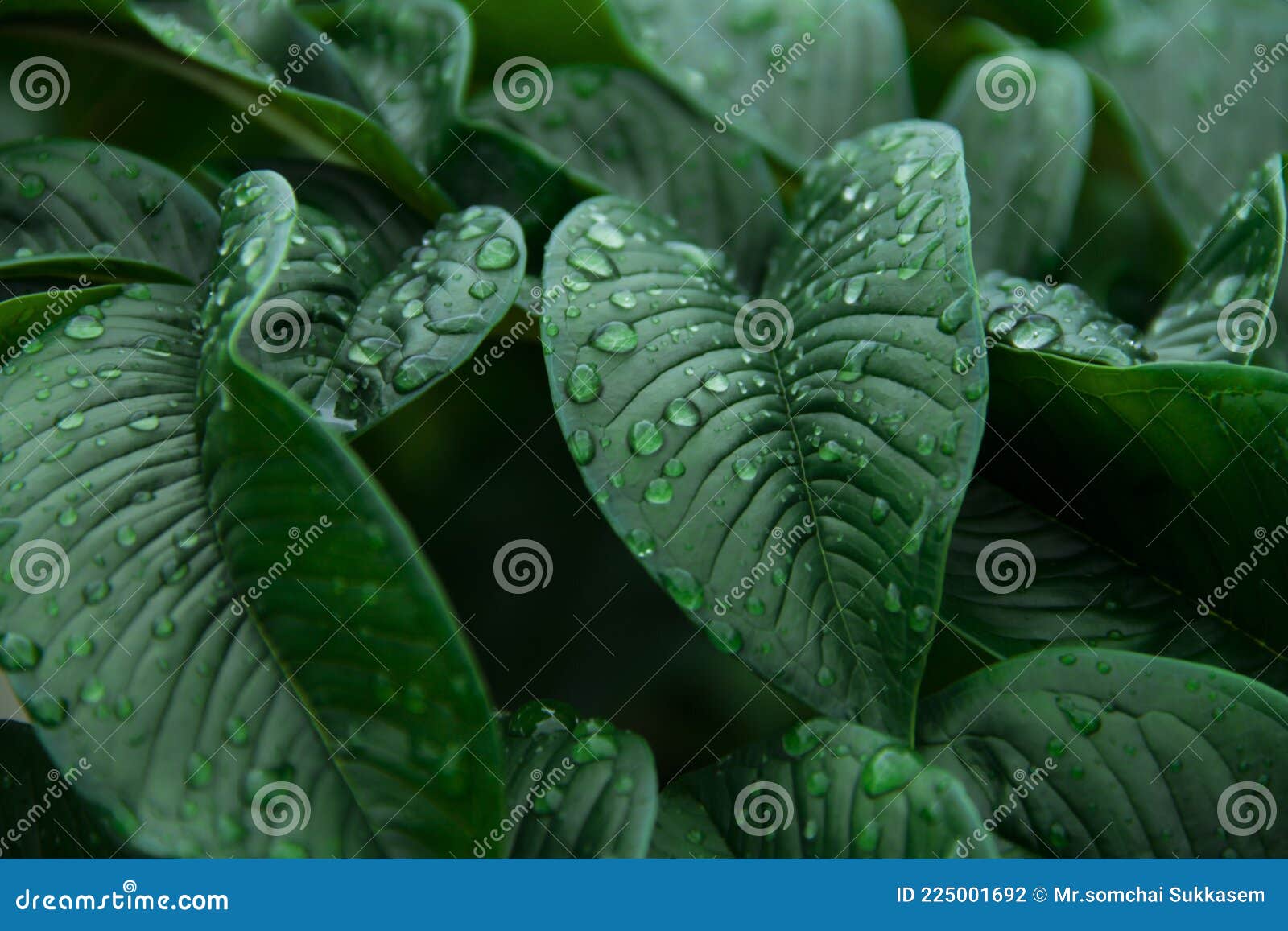 Nature Green Konjac Leaves with Raindrop Background Stock Photo - Image ...