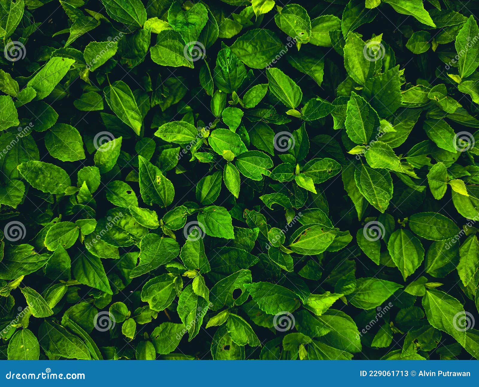 Nature Green Leaf Background for Editing Stock Image - Image of food ...
