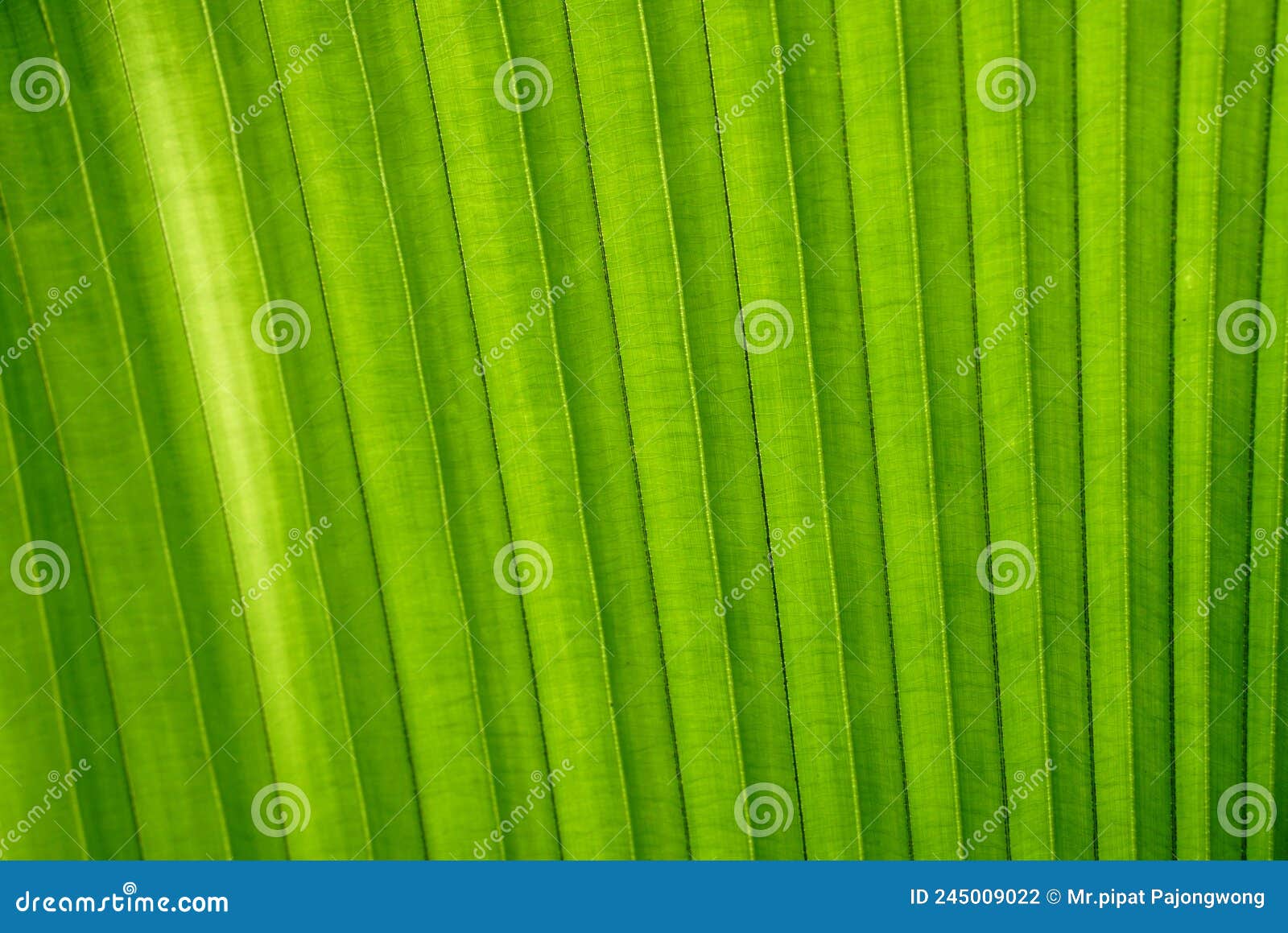 Nature Green Leaf Background , Natural Background and Wallpaper Stock ...