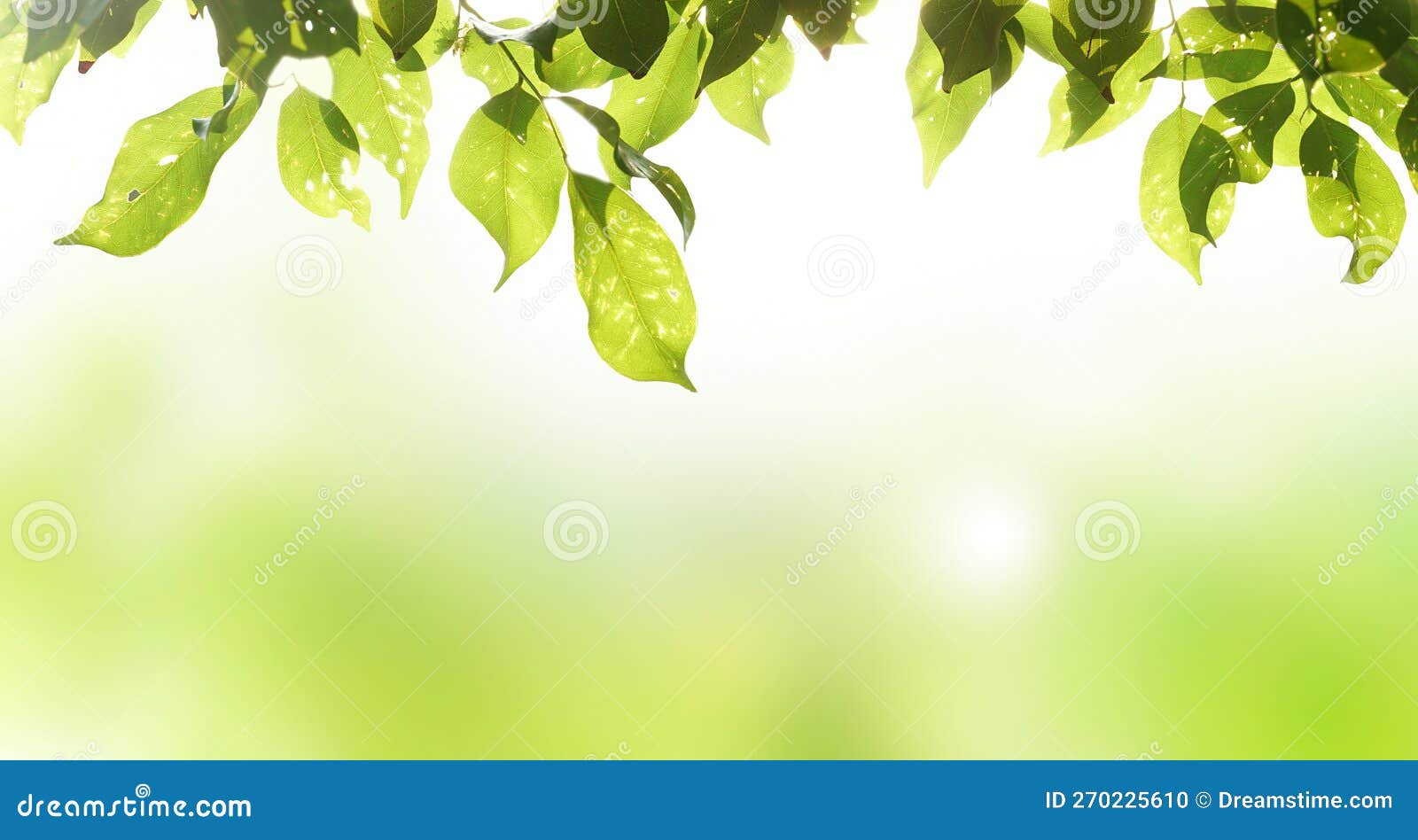 Nature of Green Leaf Background, Spring Forest and Sun Rays, Green ...