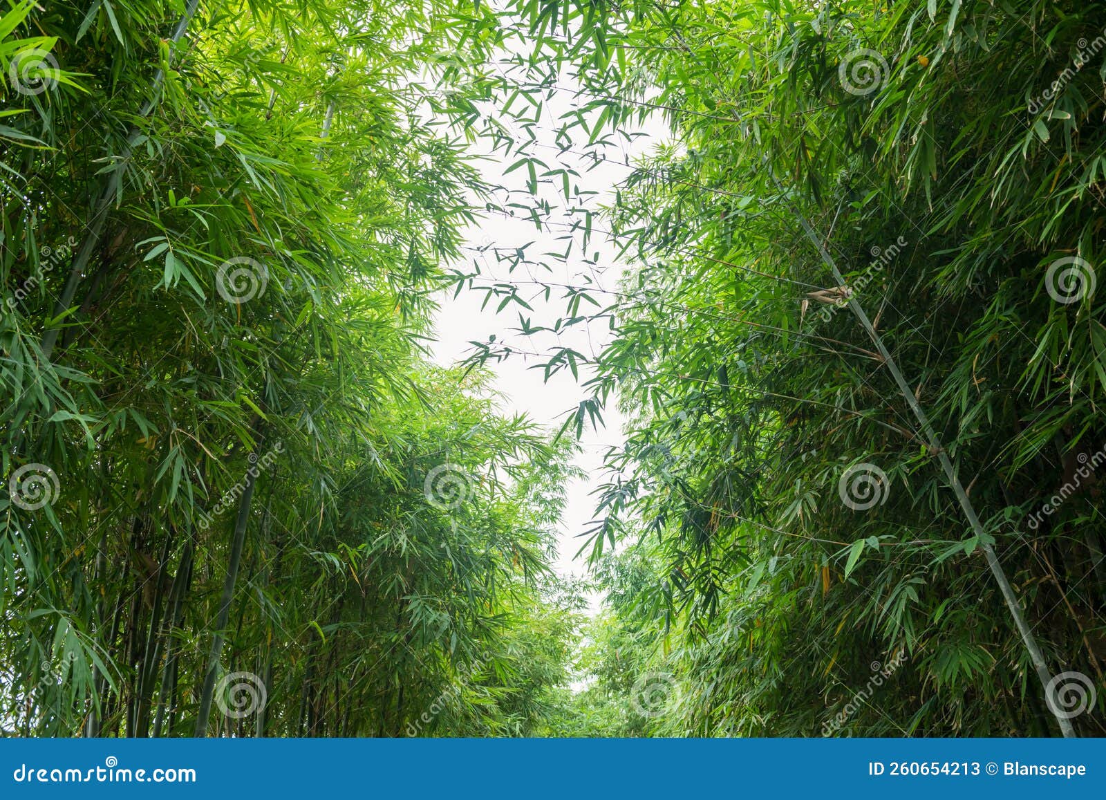 Nature of Green Leaf Bamboo in Garden at Spring Garden Stock Image ...