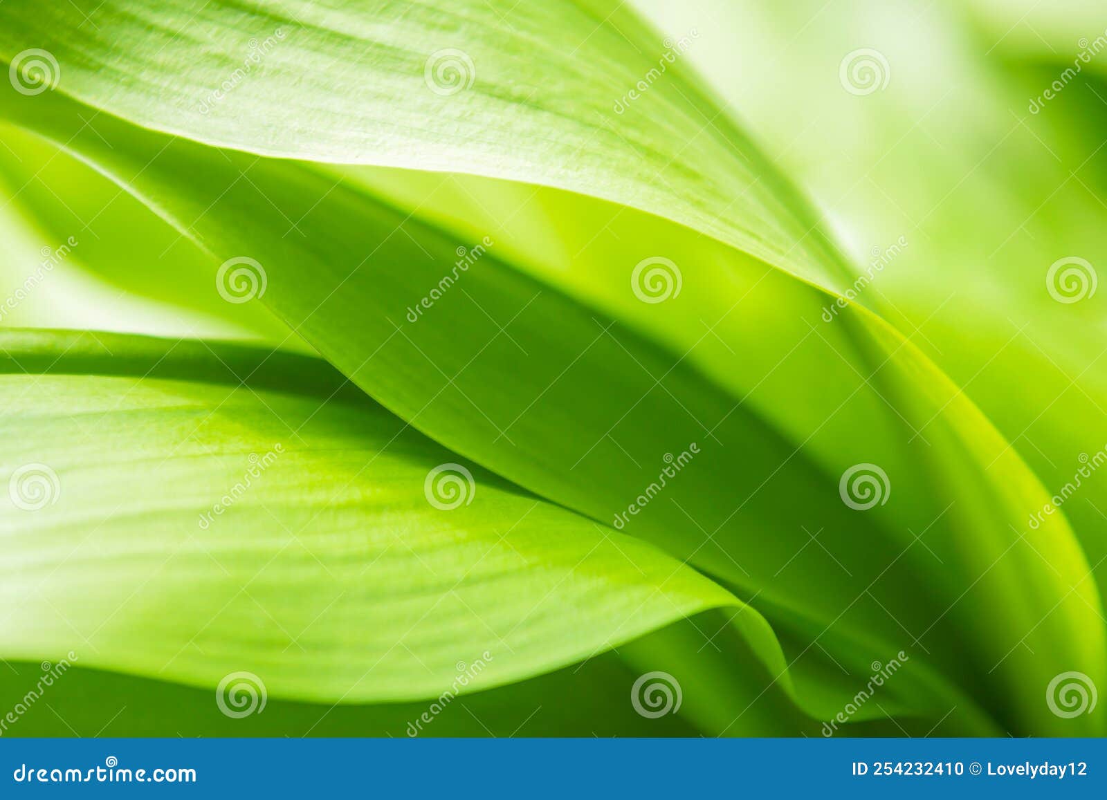 Nature of Green Leaf. Environment Ecology Greenery Wallpaper Stock ...