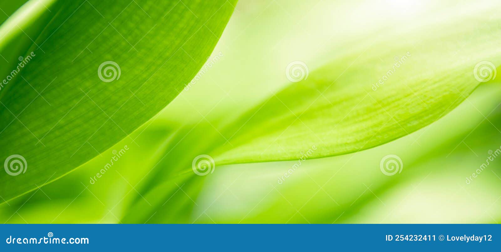 Nature of Green Leaf. Environment Ecology Greenery Wallpaper Stock ...