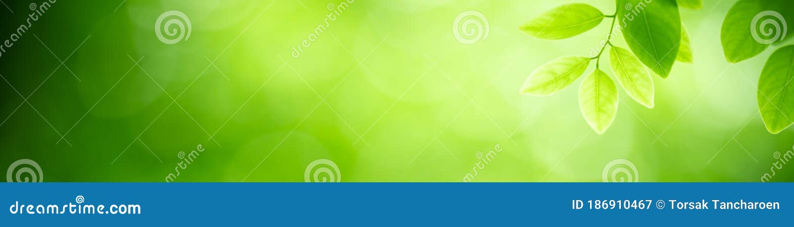 Nature of Green Leaf in Garden Using As Background Natural Cover Page ...