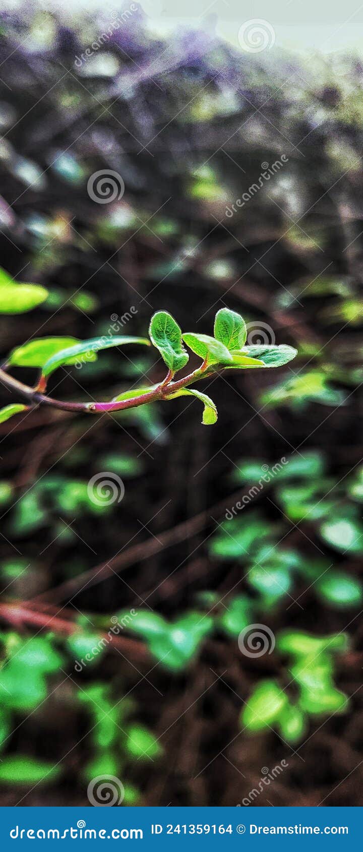 Nature, Green, Leaf Outside Tree Stock Photo - Image of jungle, green ...